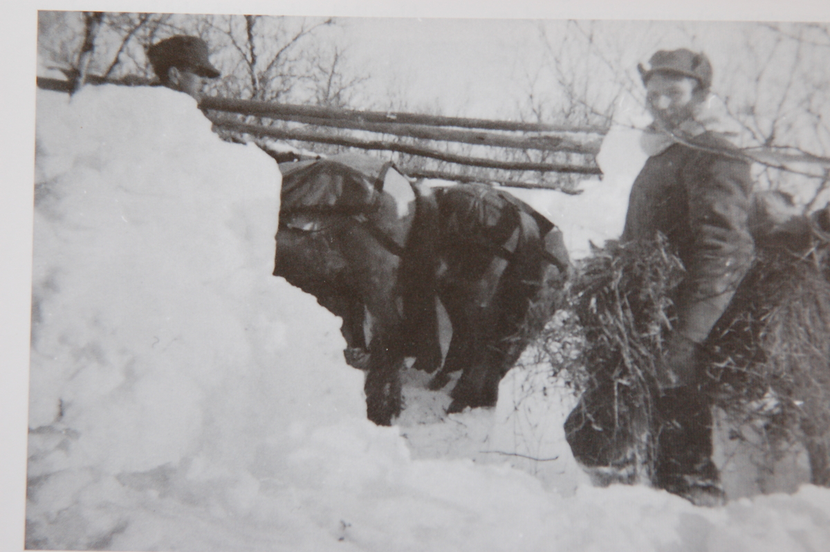 Alta bataljonen 1940 - DigitaltMuseum