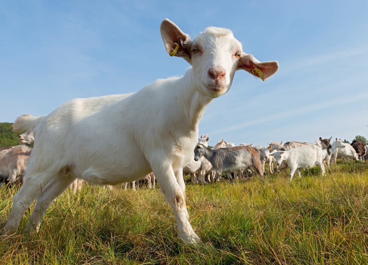 Geiter. Geit. Geitekilling. Geitehold. Husdyr. Fra Tørresvangen, Tynset ...